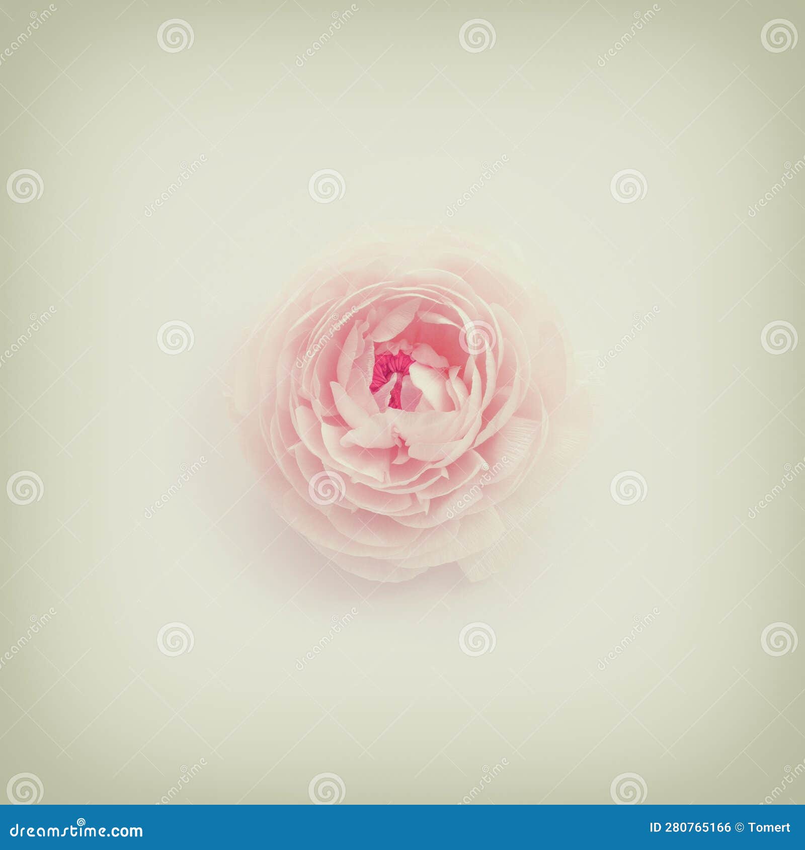 Imagem Superior Da Flor Rosa Pastel. Estilo Vintage Foto de Stock ...