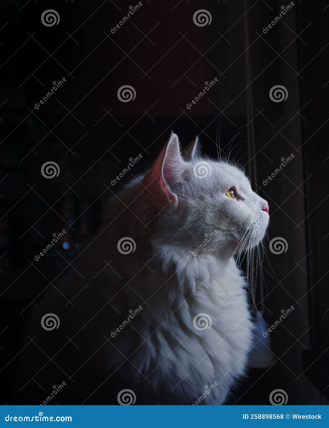 Imagem Vertical De Um Gato Branco Olhando Pela Janela Foto de Stock ... Imagem Vertical De Um Gato Branco Olhando Pela Janela Foto de Stock ...