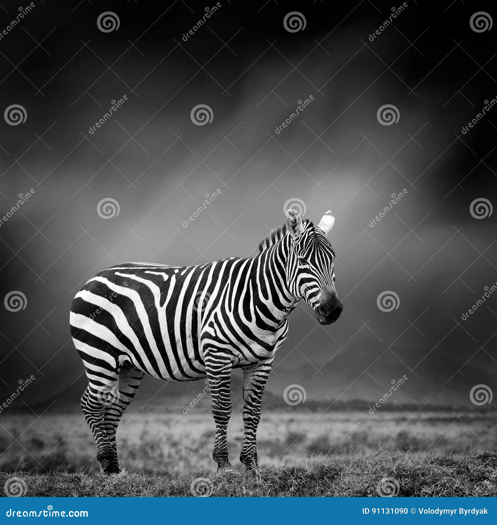 Imagen Blanco Y Negro De Una Cebra Foto de archivo - Imagen de hermoso ...