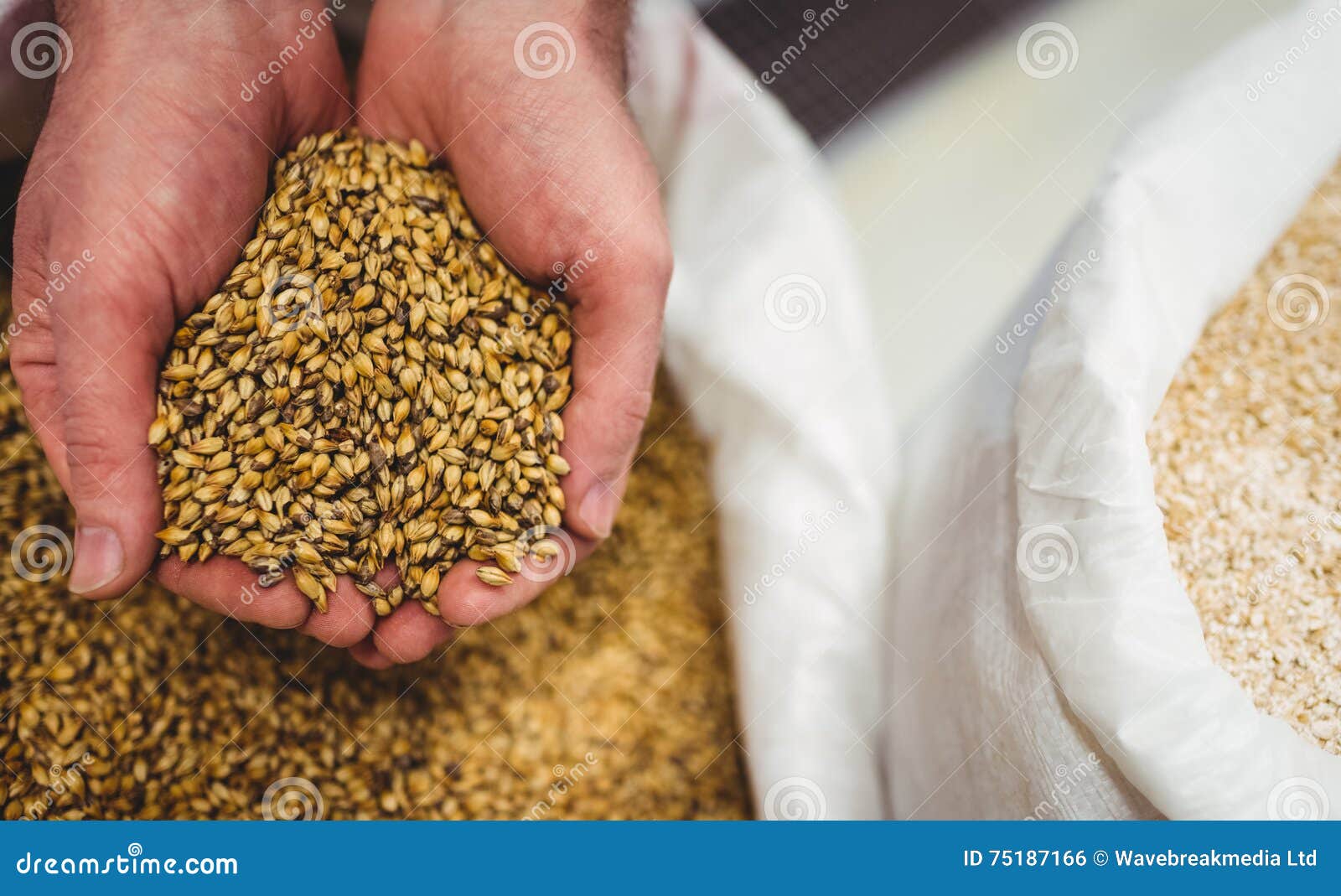 Imagen Cosechada De La Mano Que Sostiene La Cebada Foto de archivo ...