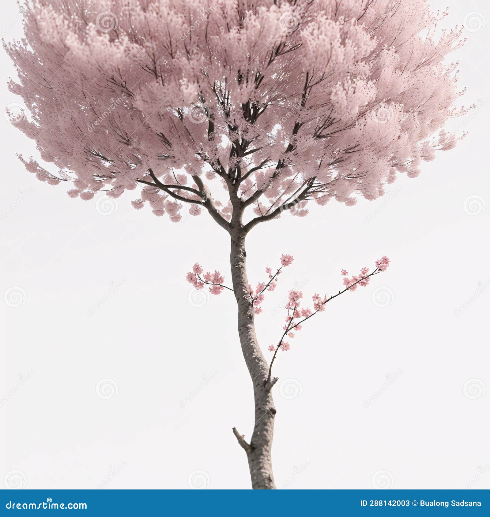 Cherry Trees on a White Background. Stock de ilustración - Ilustración ...