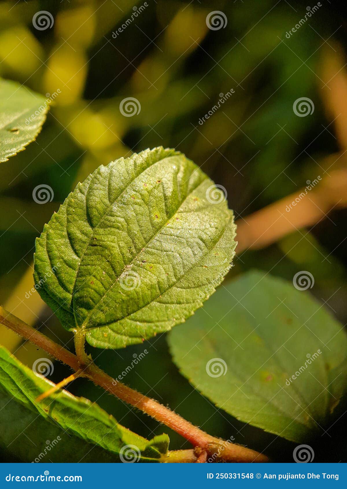 Imagen De Cierre De Las Hojas De Bidara O Widara Foto de archivo ...
