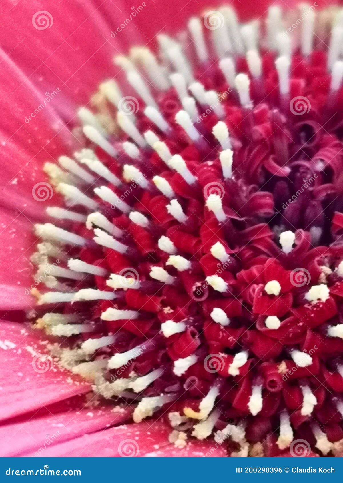 Imagen De Cierre De Polen De Flor Roja Foto de archivo - Imagen de flor ...