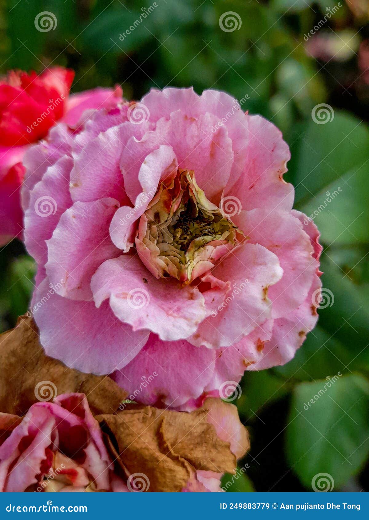 Imagen De Cierre De Rosa Rosa Rosa Rosa Floral Imagen de archivo ...