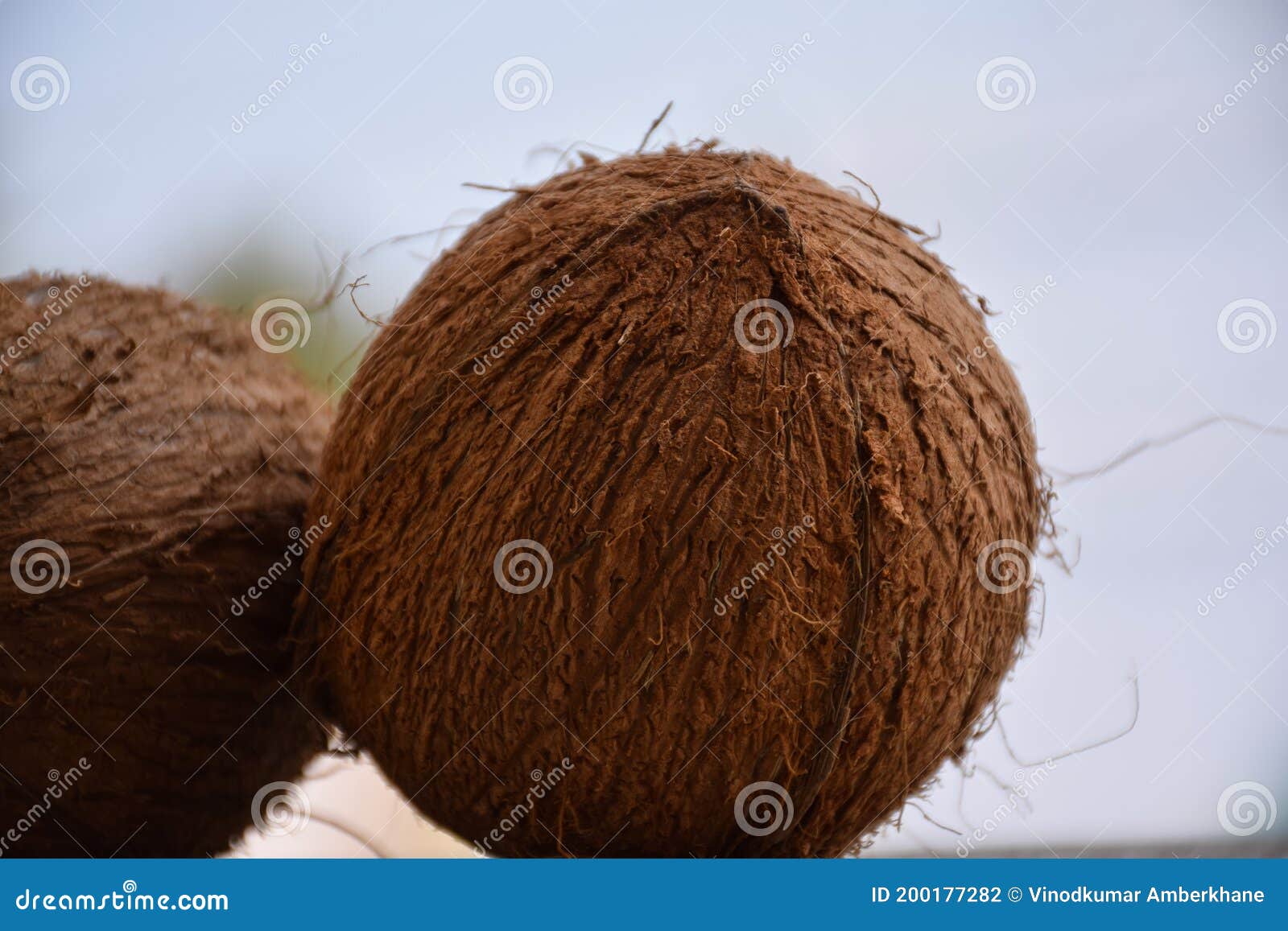 Imagen De Coco Pelado Entero Foto de archivo - Imagen de crudo, planta ...