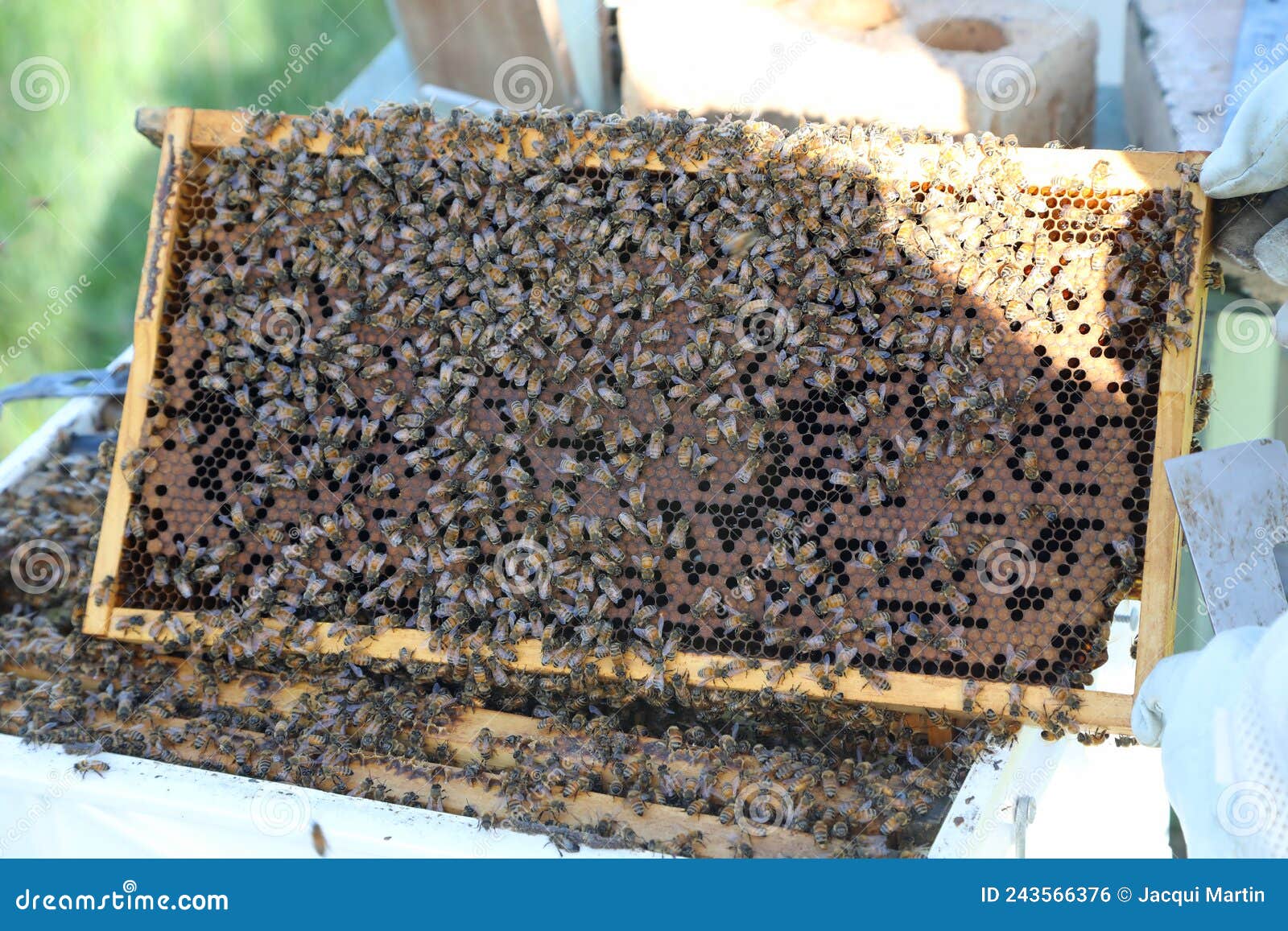 Imagen De Colmena De Abejas Foto de archivo - Imagen de imagen, peine ...