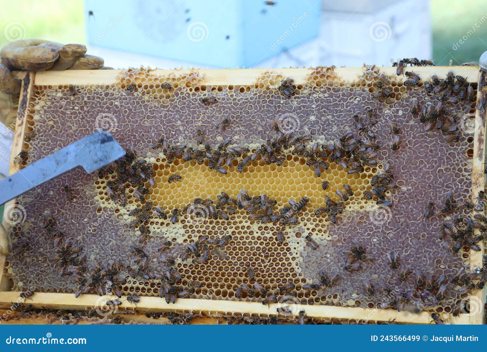 Imagen De Colmena De Abejas Imagen de archivo - Imagen de hierba ...