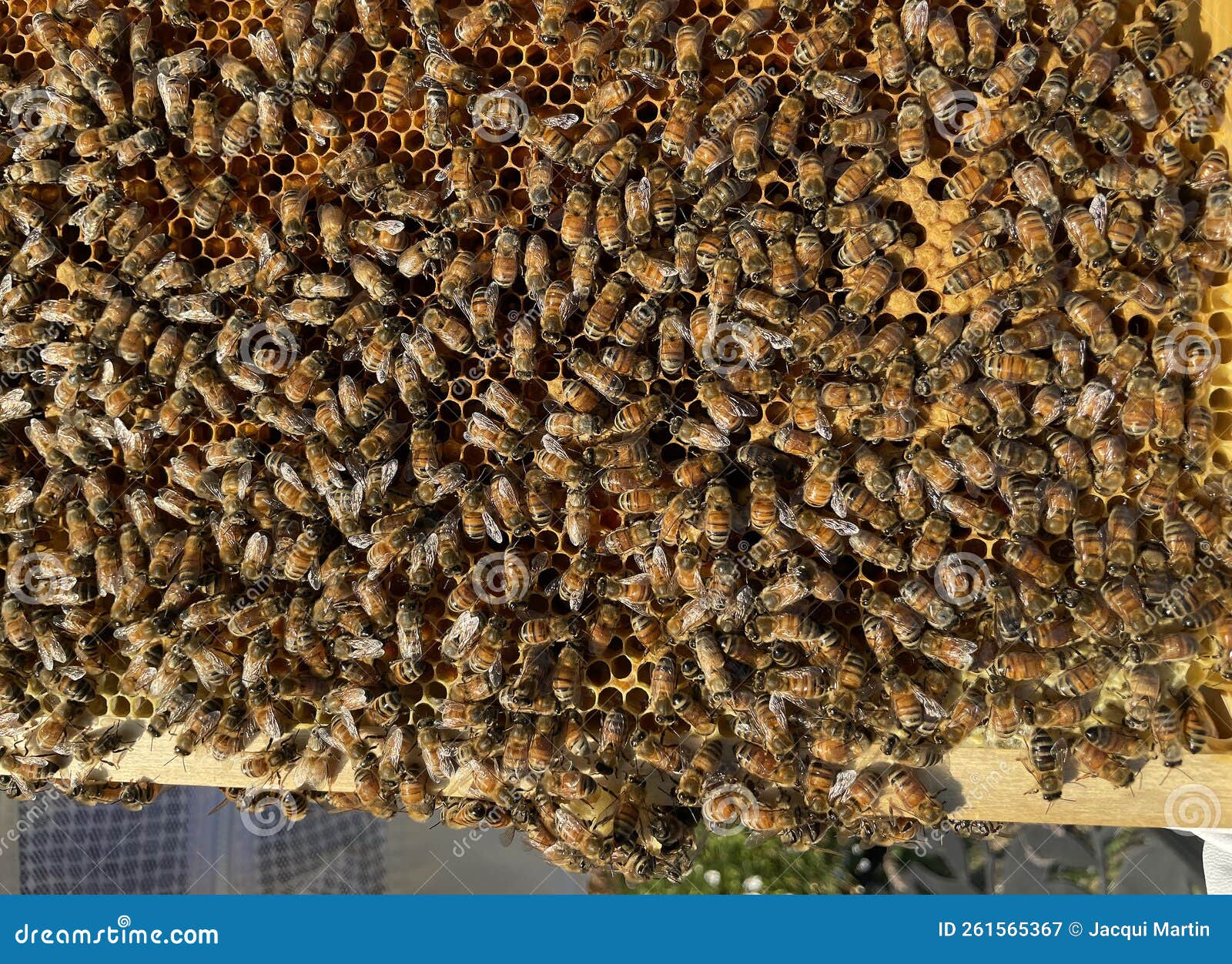 Imagen De Colmena De Abejas Imagen de archivo - Imagen de panal ...