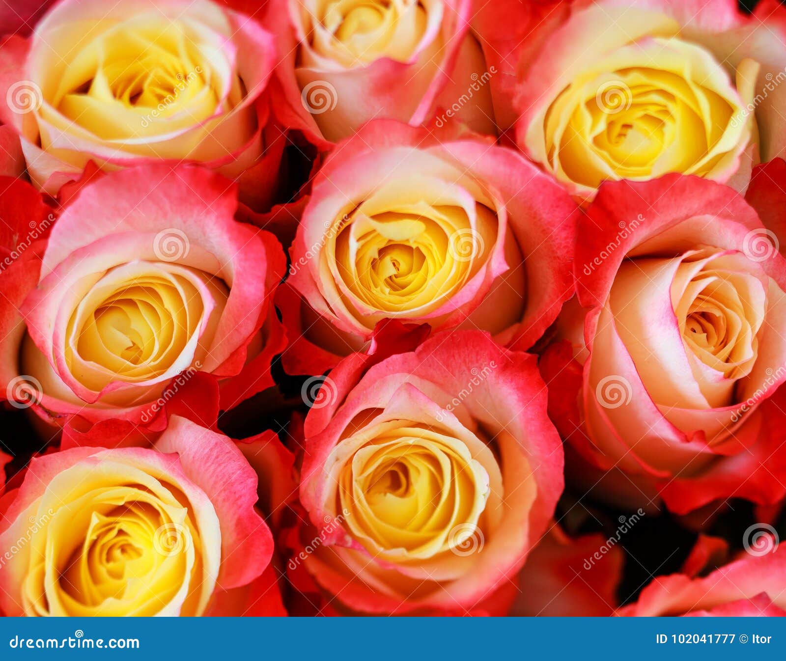 Imagen De Fondo De Rosas Rojas Imagen de archivo - Imagen de luces ...