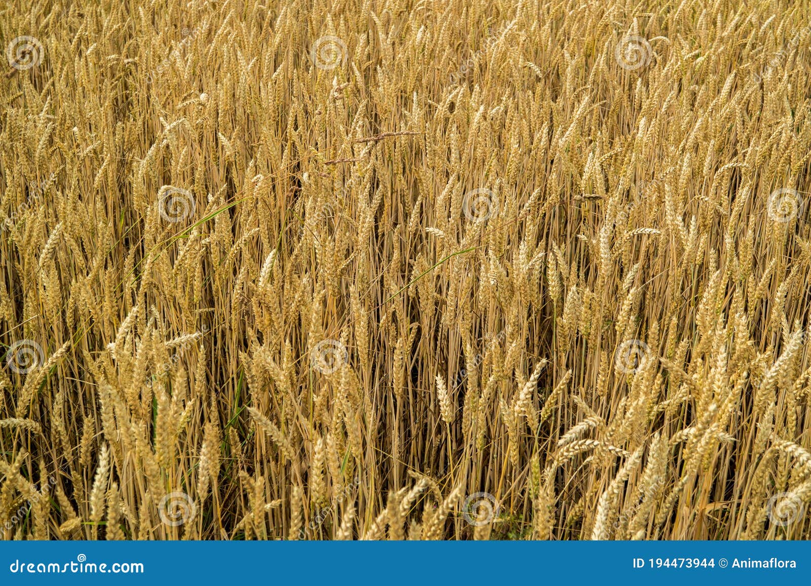 Imagen De Fondo De Textura De Grano Foto de archivo - Imagen de ...