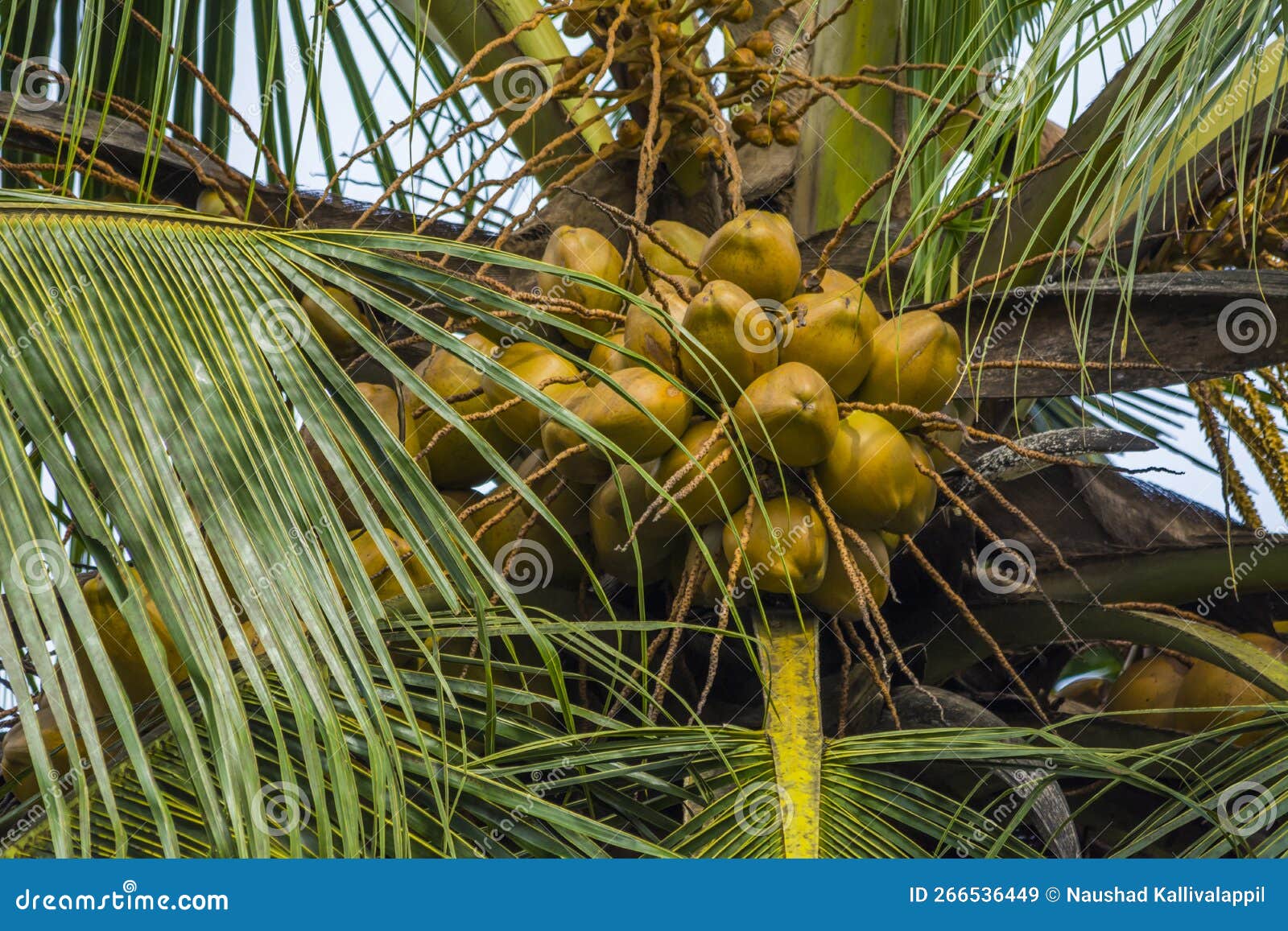 Imagen de fruto de coco imagen de archivo. Imagen de adorable - 266536449