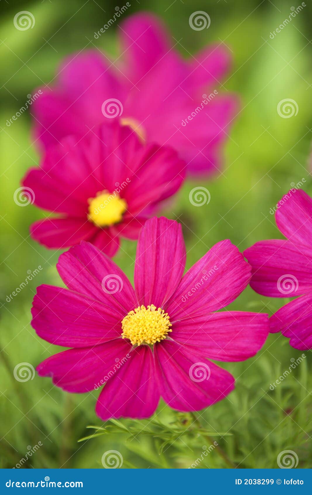 Imagen De La Flor Del Cosmos. Imagen de archivo - Imagen de brillante ...