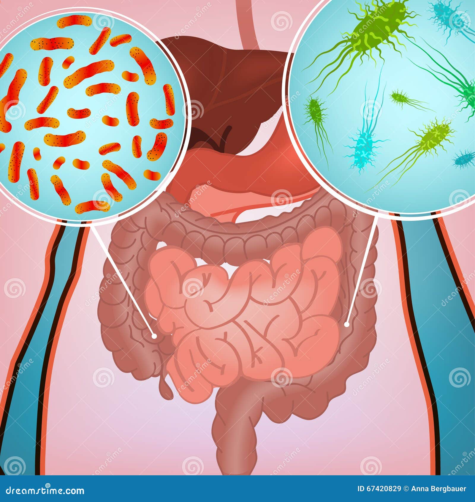 Digestivo Imagenes Del Intestino