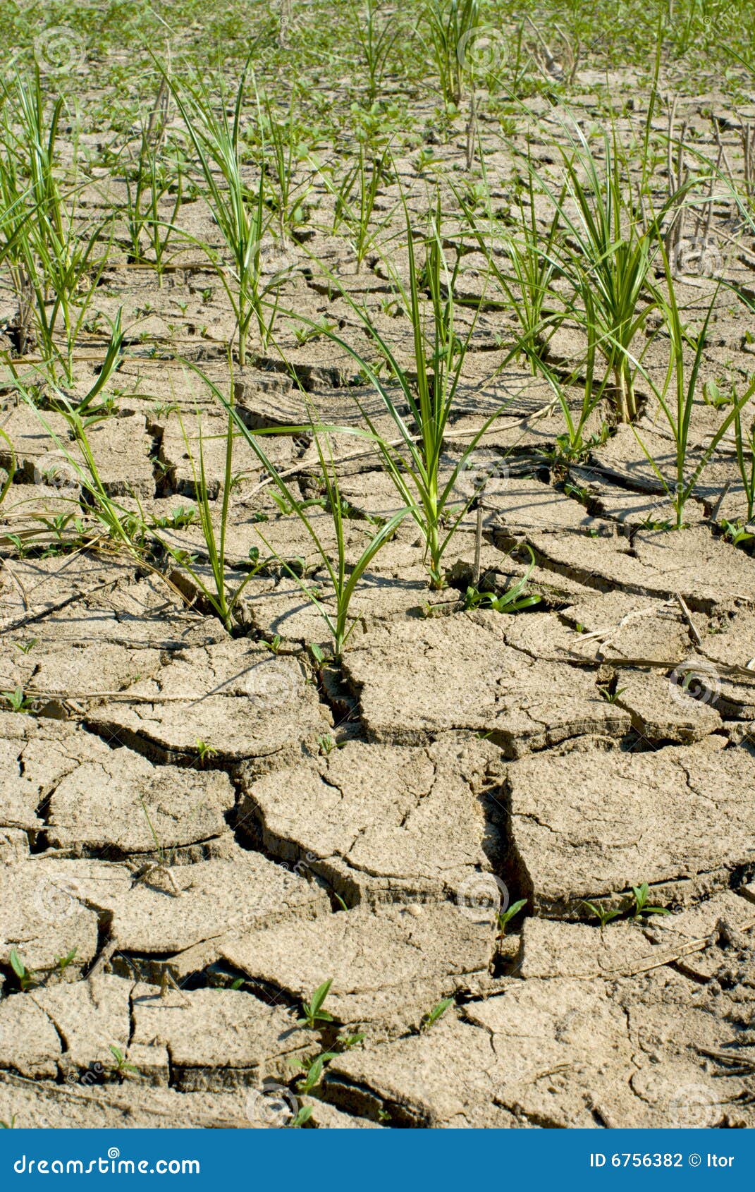 Imagen de la tierra seca foto de archivo. Imagen de bordes - 6756382