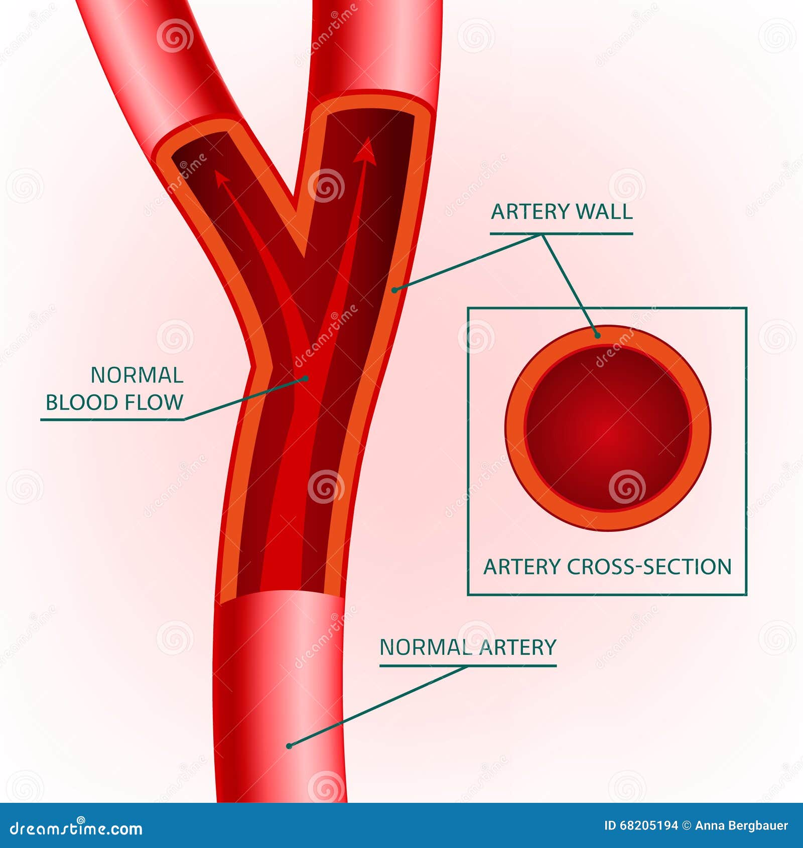 Imagen De La Vena De La Sangre Ilustración del Vector - Ilustración de ...