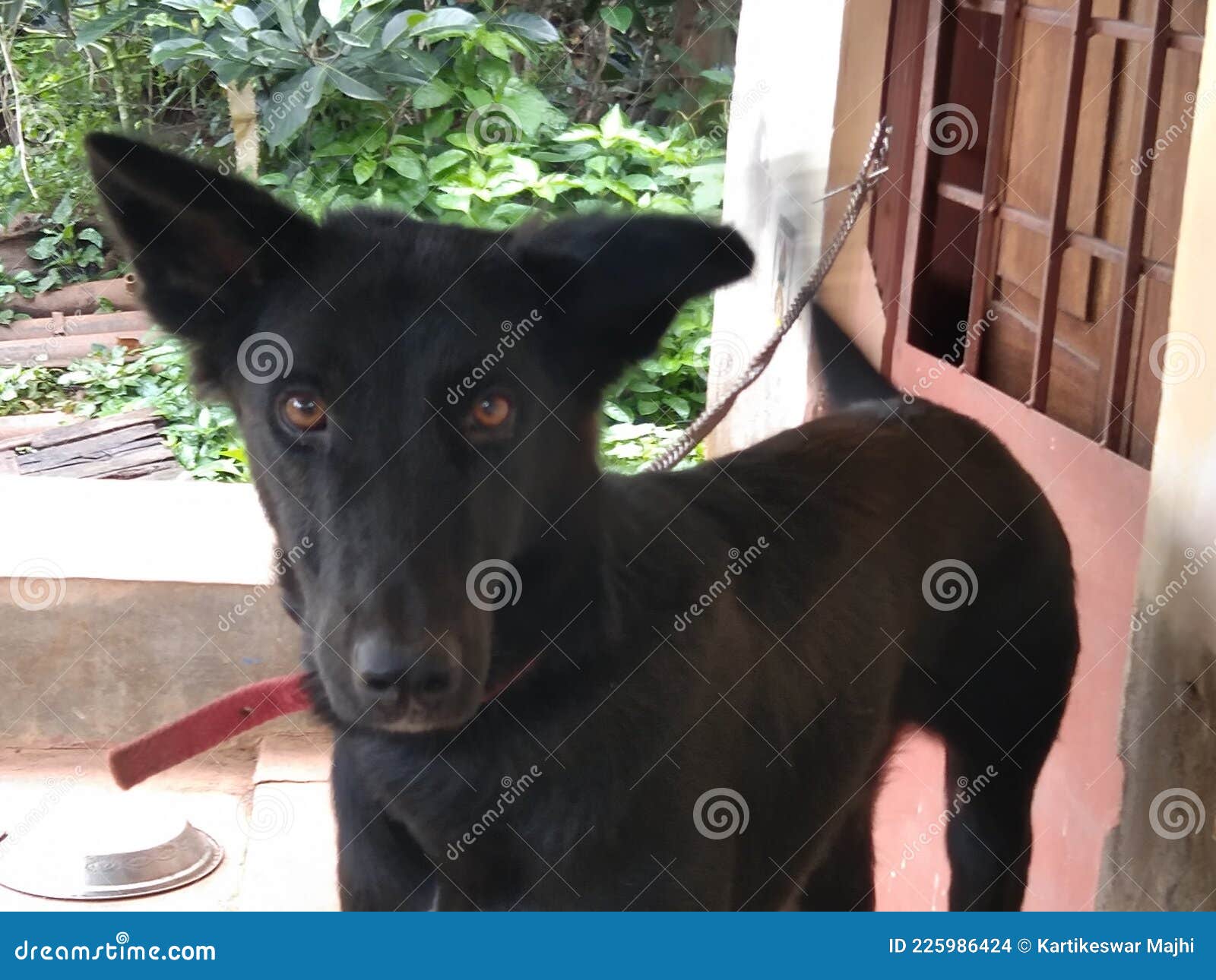 Imagen De Perro Indio De La Casa India Foto de archivo - Imagen de ...