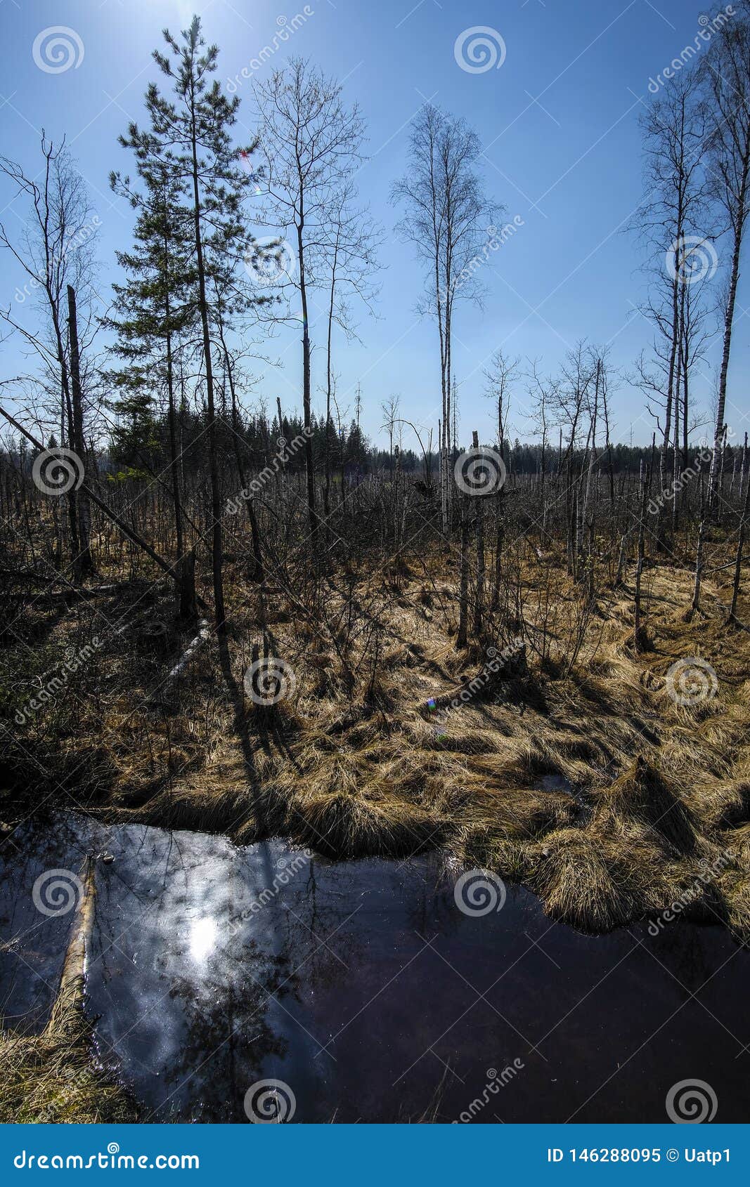 Imagen de un pantano imagen de archivo. Imagen de cubo - 146288095