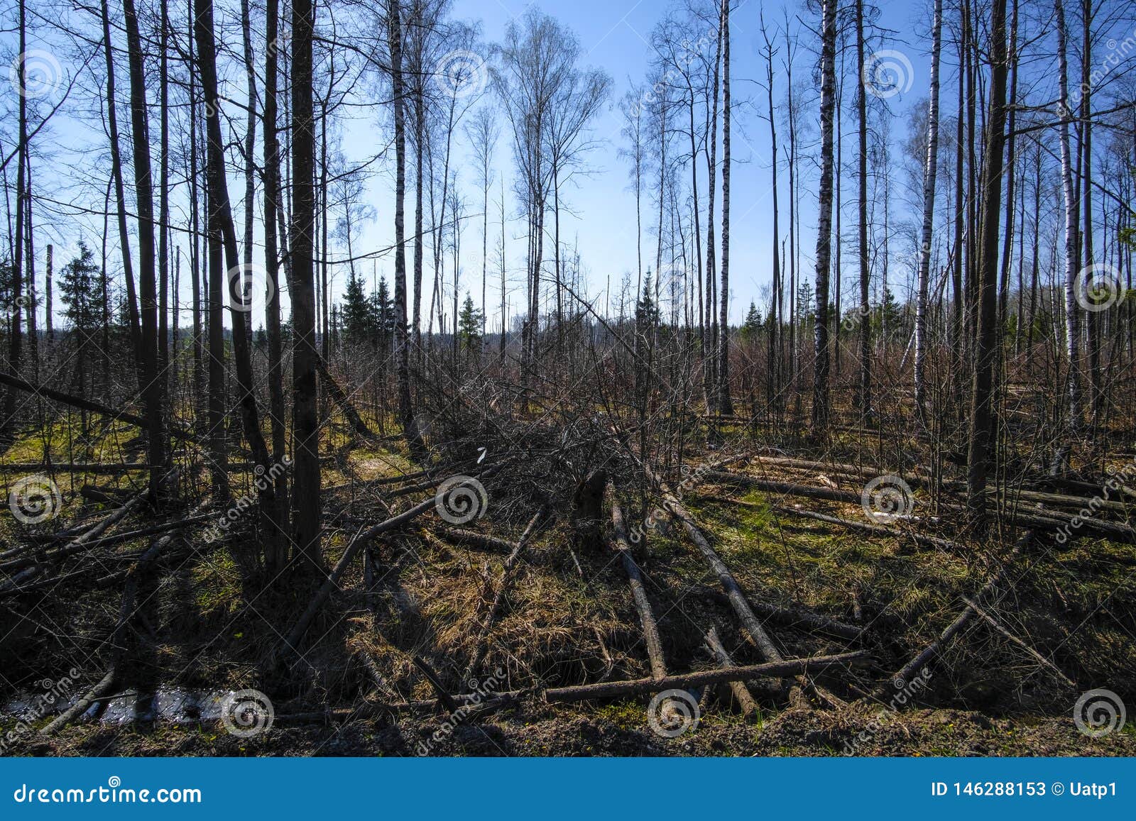 Imagen de un pantano imagen de archivo. Imagen de qué - 146288153