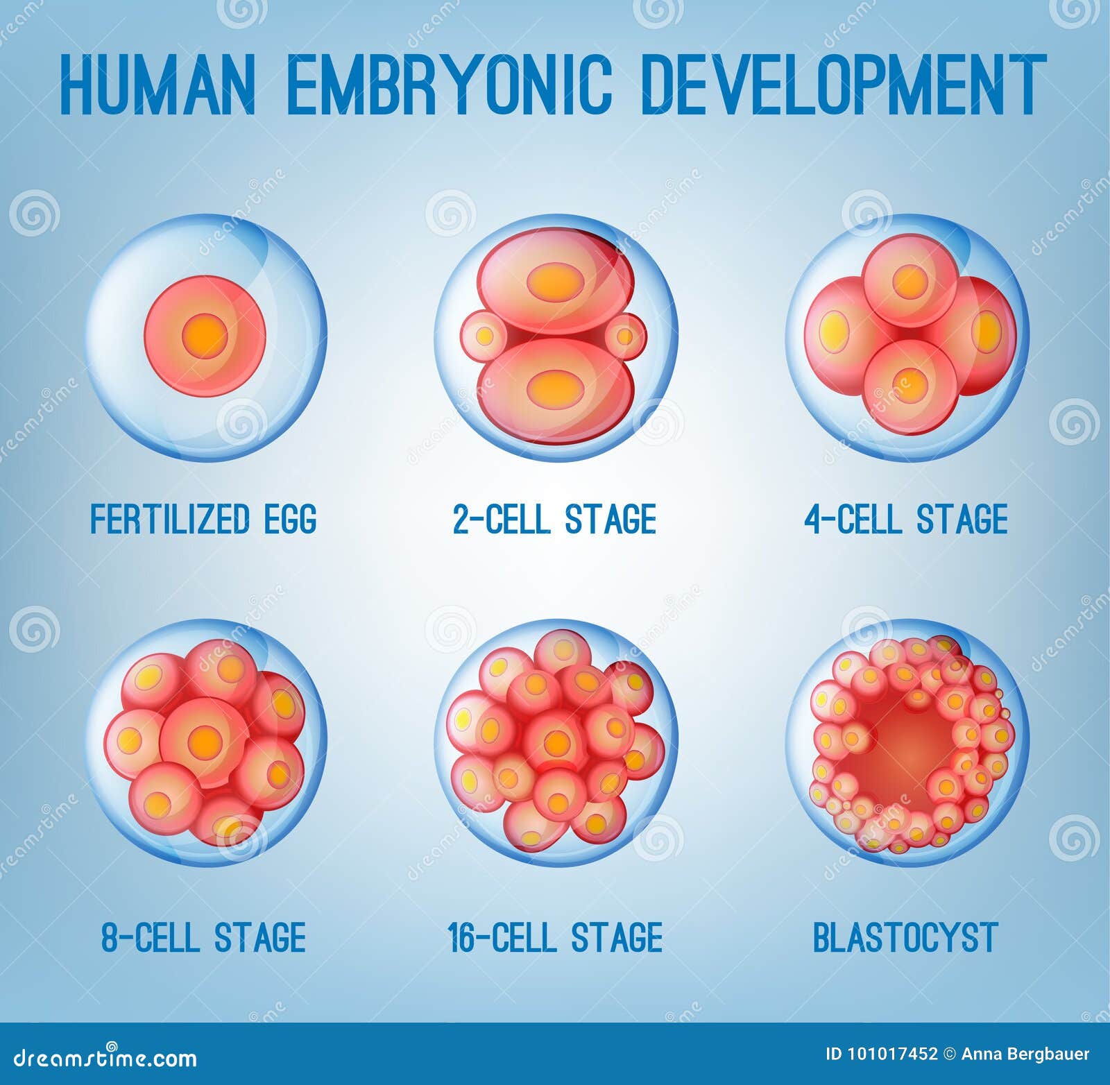 Imagen Del Desarrollo Del Embrión Ilustración del Vector - Ilustración ...