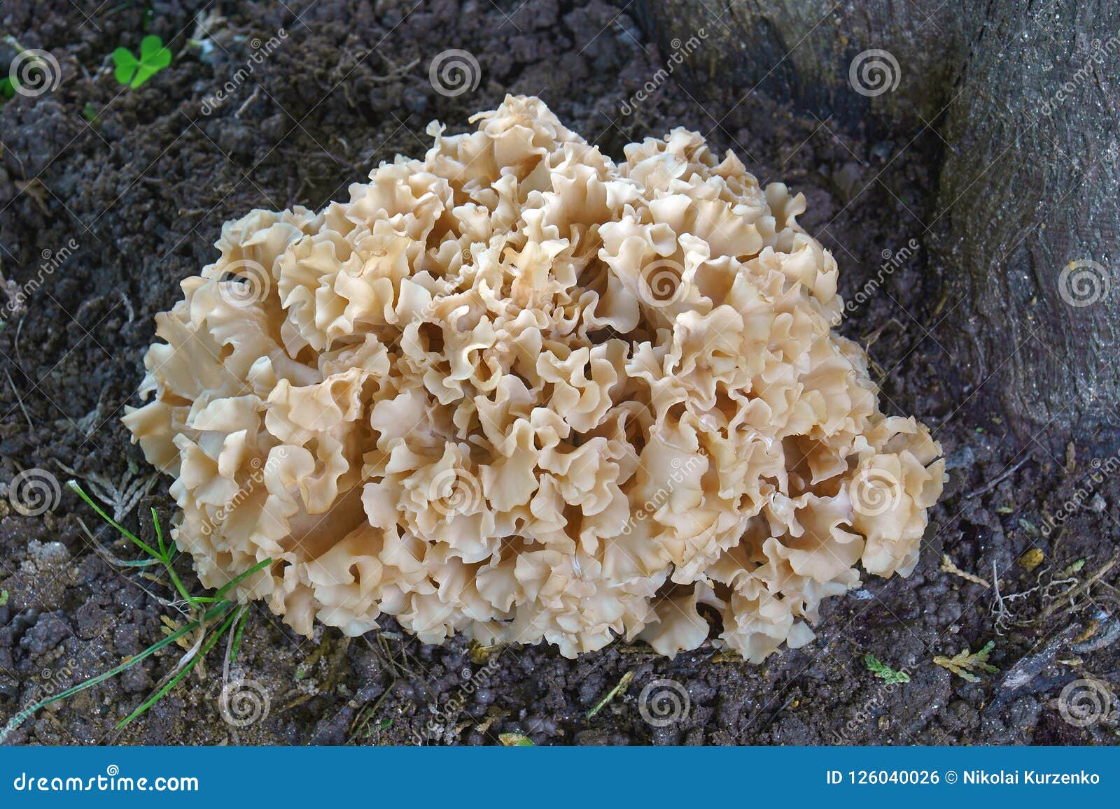 Imagen Del Primer Del Hongo De La Coliflor Foto de archivo - Imagen de ...