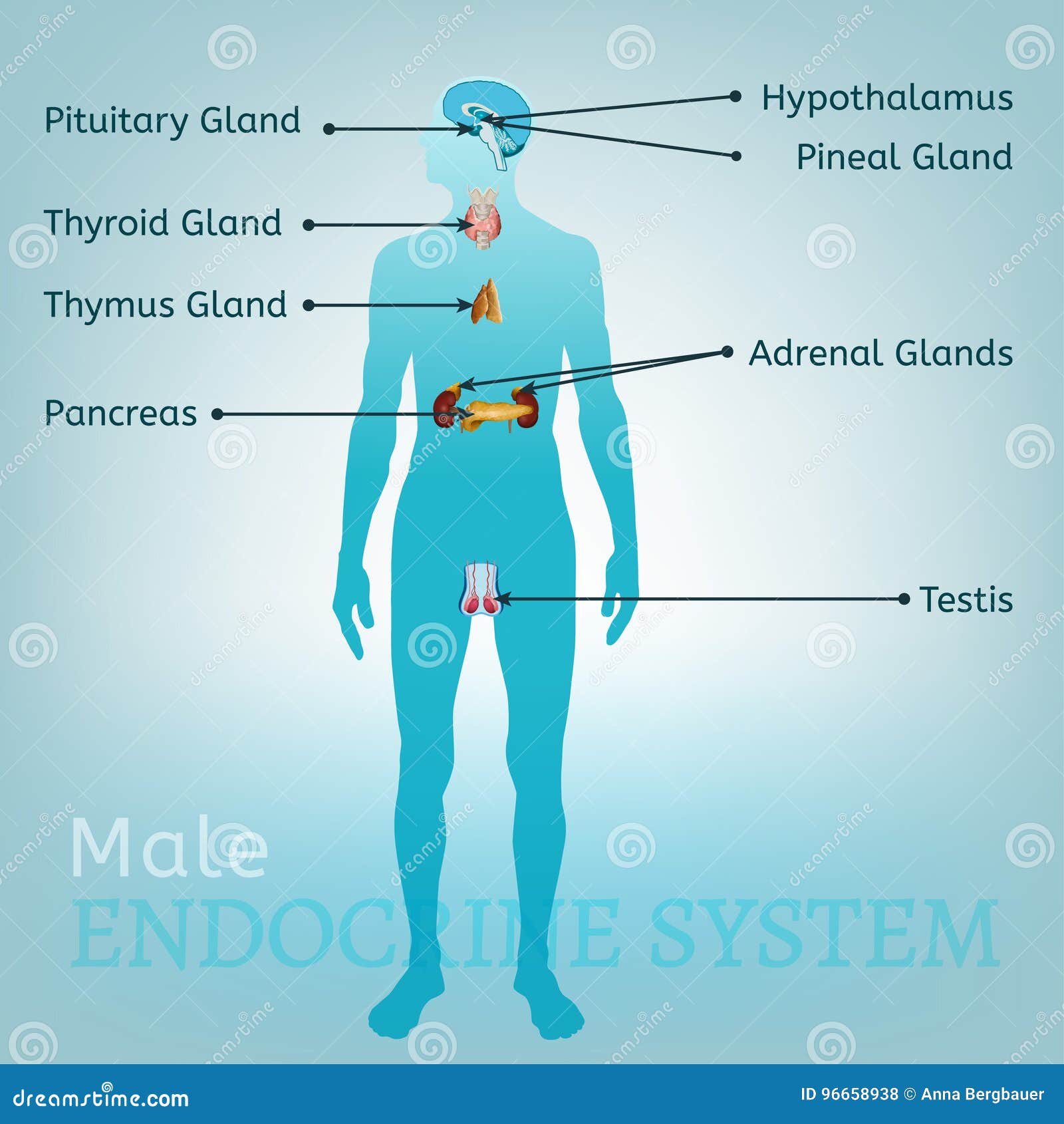 Imagen Del Sistema Endocrino Ilustración del Vector - Ilustración de ...