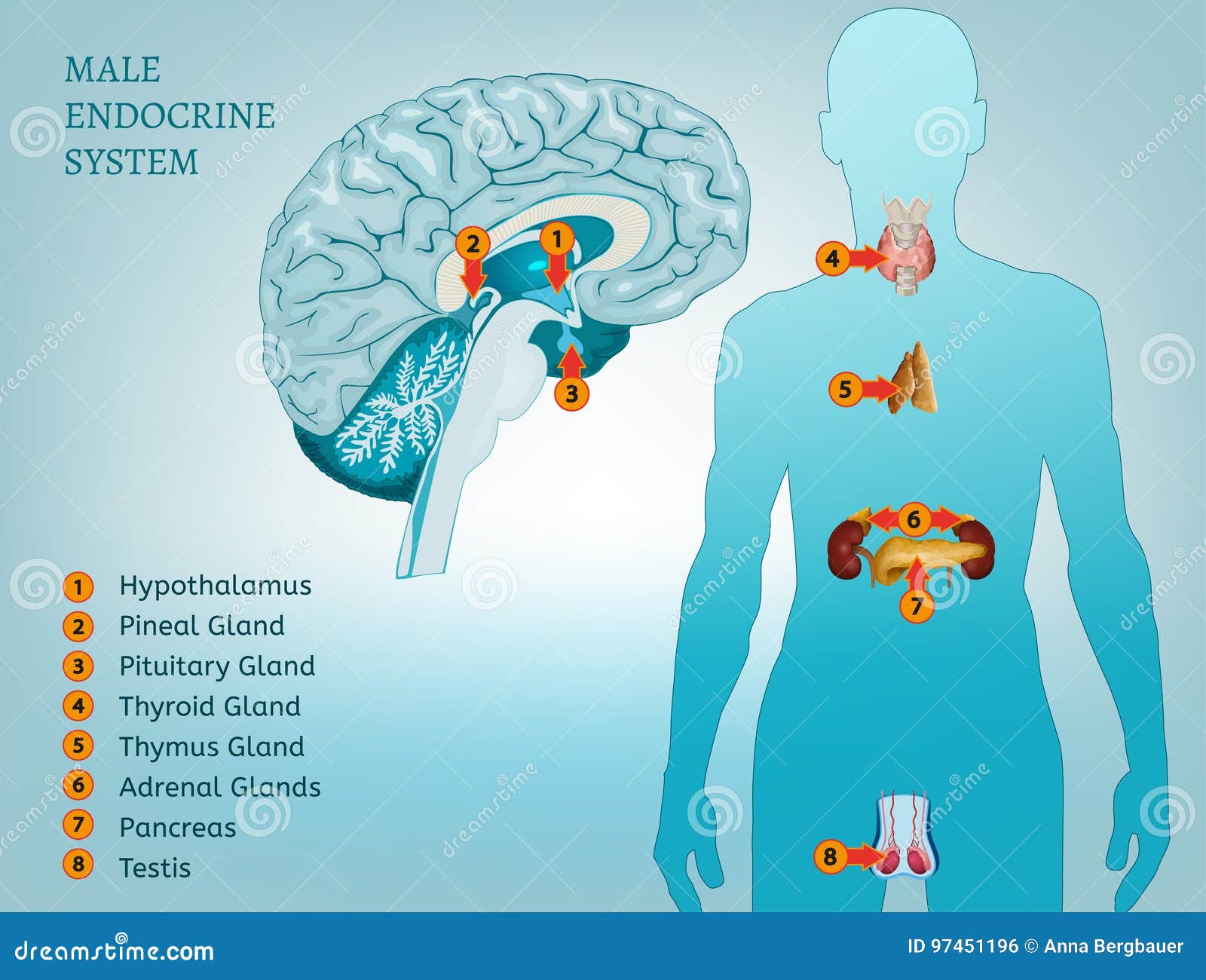 Imagen Del Sistema Endocrino Ilustración del Vector - Ilustración de ...