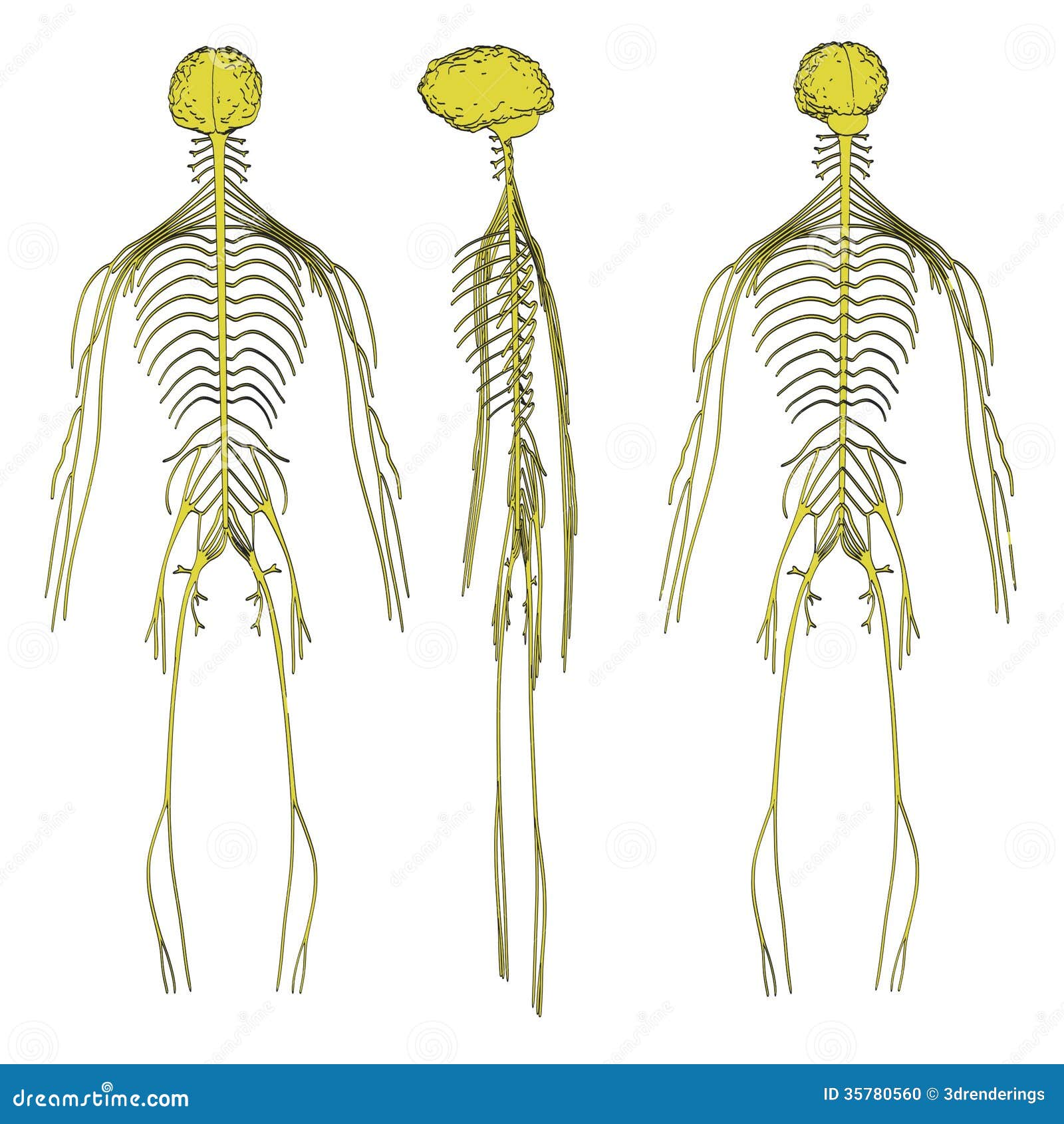 Imagen Del Sistema Nervioso Stock de ilustración - Ilustración de ...