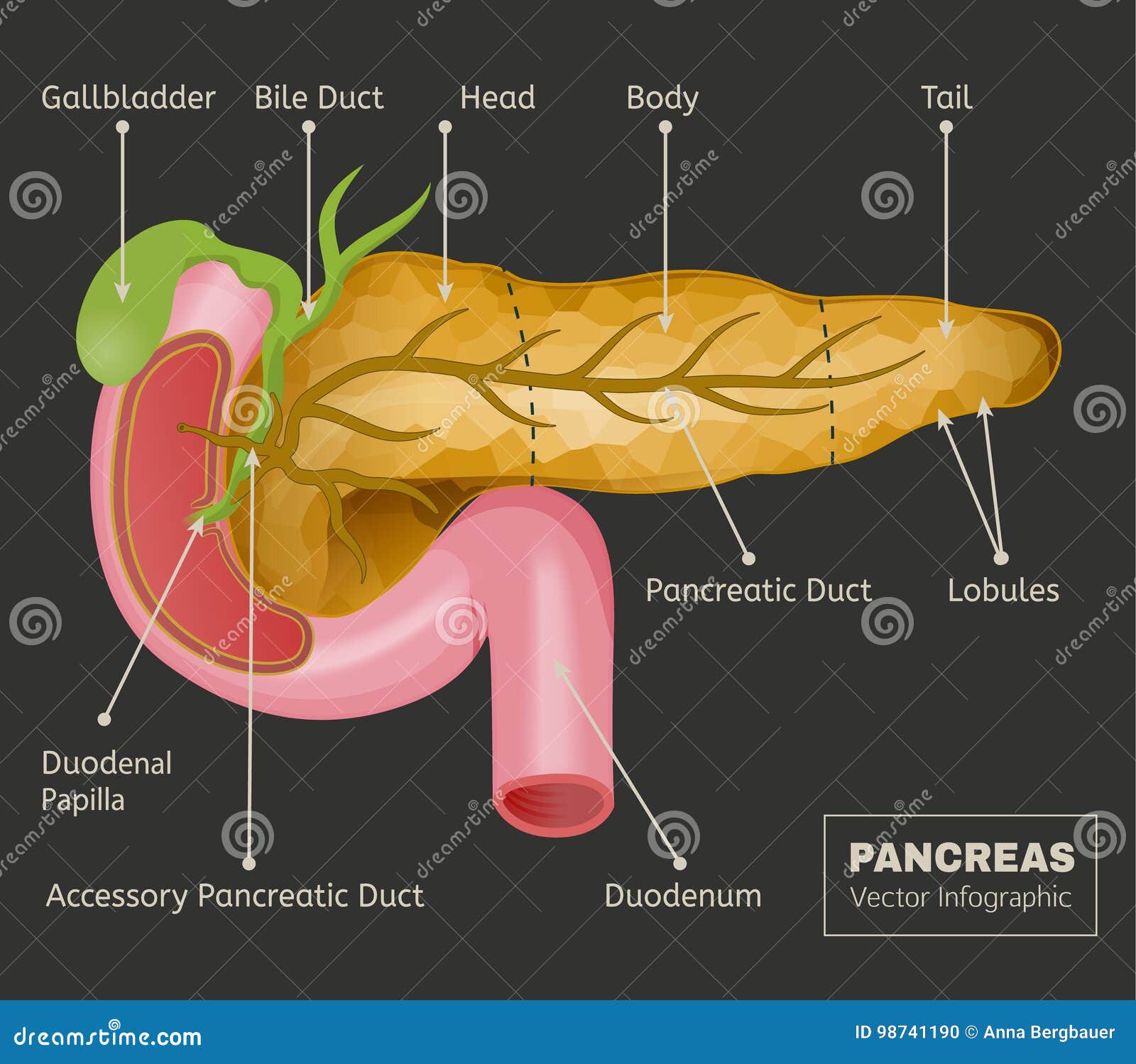 Imagen Del Vector Del Páncreas Ilustración del Vector - Ilustración de ...