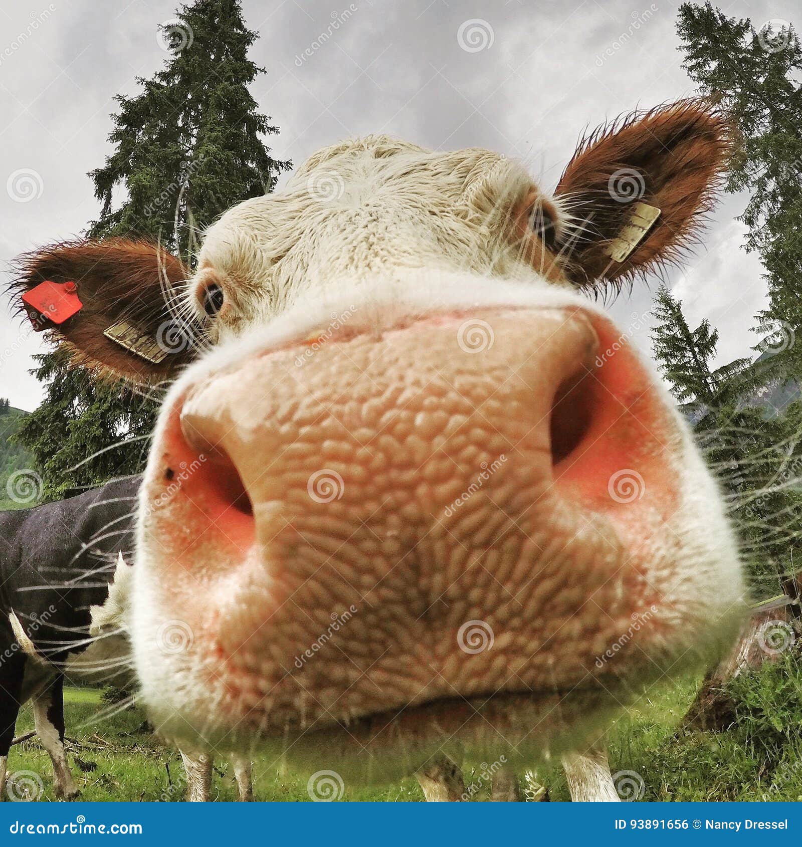 Imagen Divertida De Un Primer De La Vaca Foto de archivo - Imagen de ...