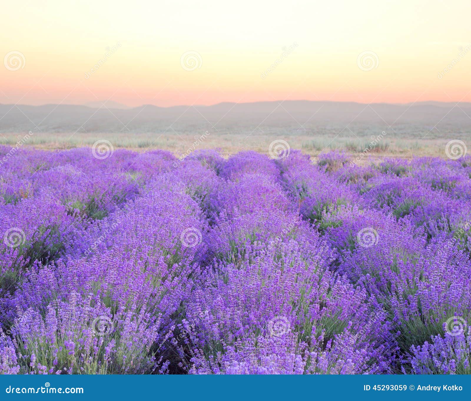 Imagen Hermosa De La Lavanda Imagen de archivo - Imagen de agricultura ...