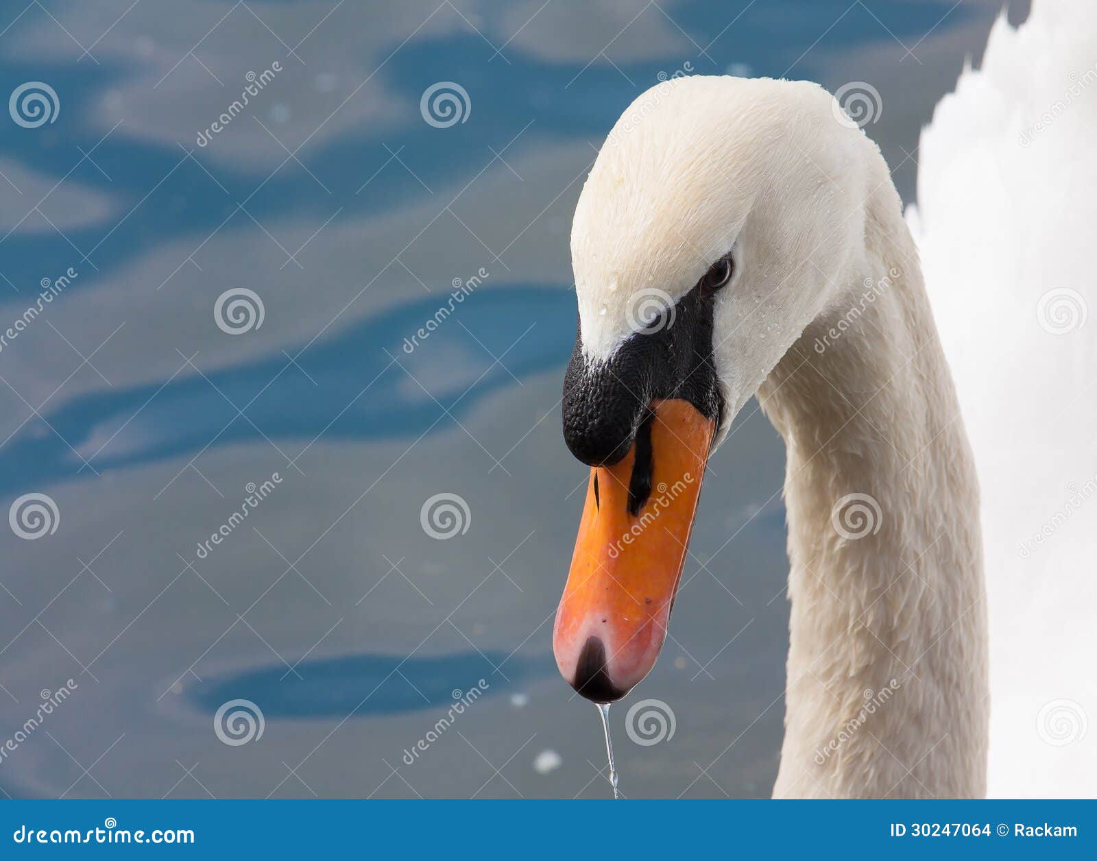 Cisne blanco foto de archivo. Imagen de plumaje, salvaje - 30247064