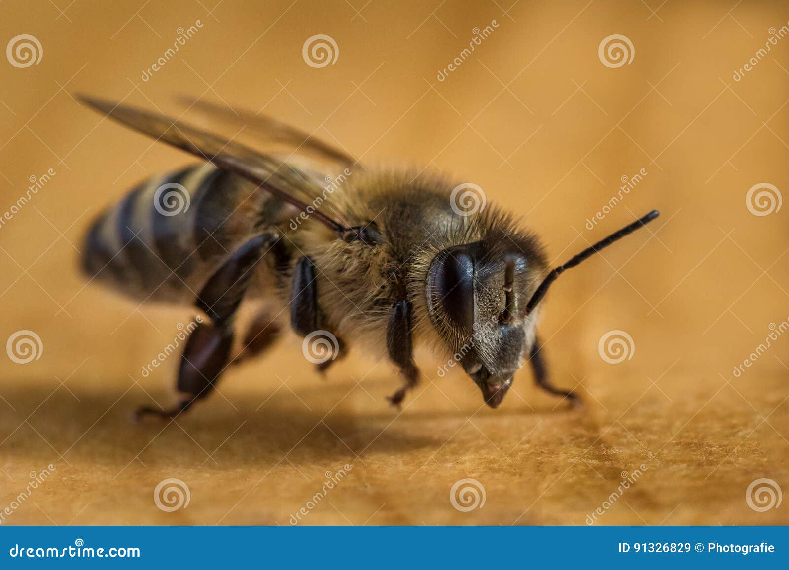 Imagen Macra De Una Abeja De Una Colmena Imagen de archivo - Imagen de ...