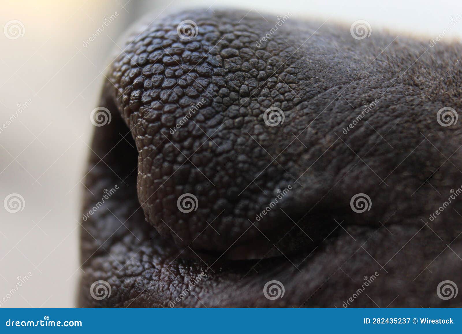 Imagen Macro De Una Nariz De Perro. Imagen de archivo - Imagen de ...