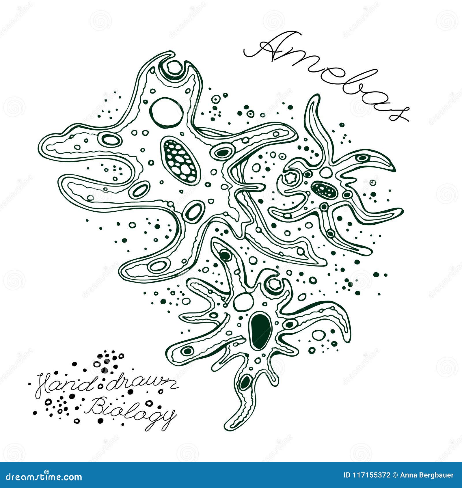 Imagen a mano de la ameba ilustración del vector. Ilustración de arte ...