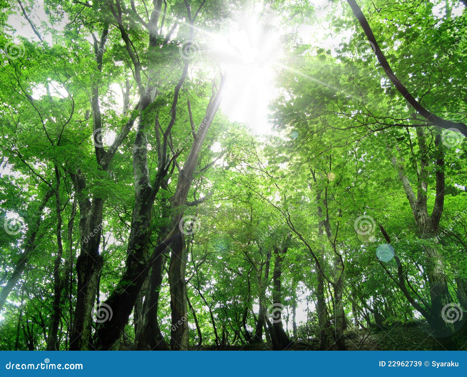 Imagen verde fresca imagen de archivo. Imagen de fondo - 22962739