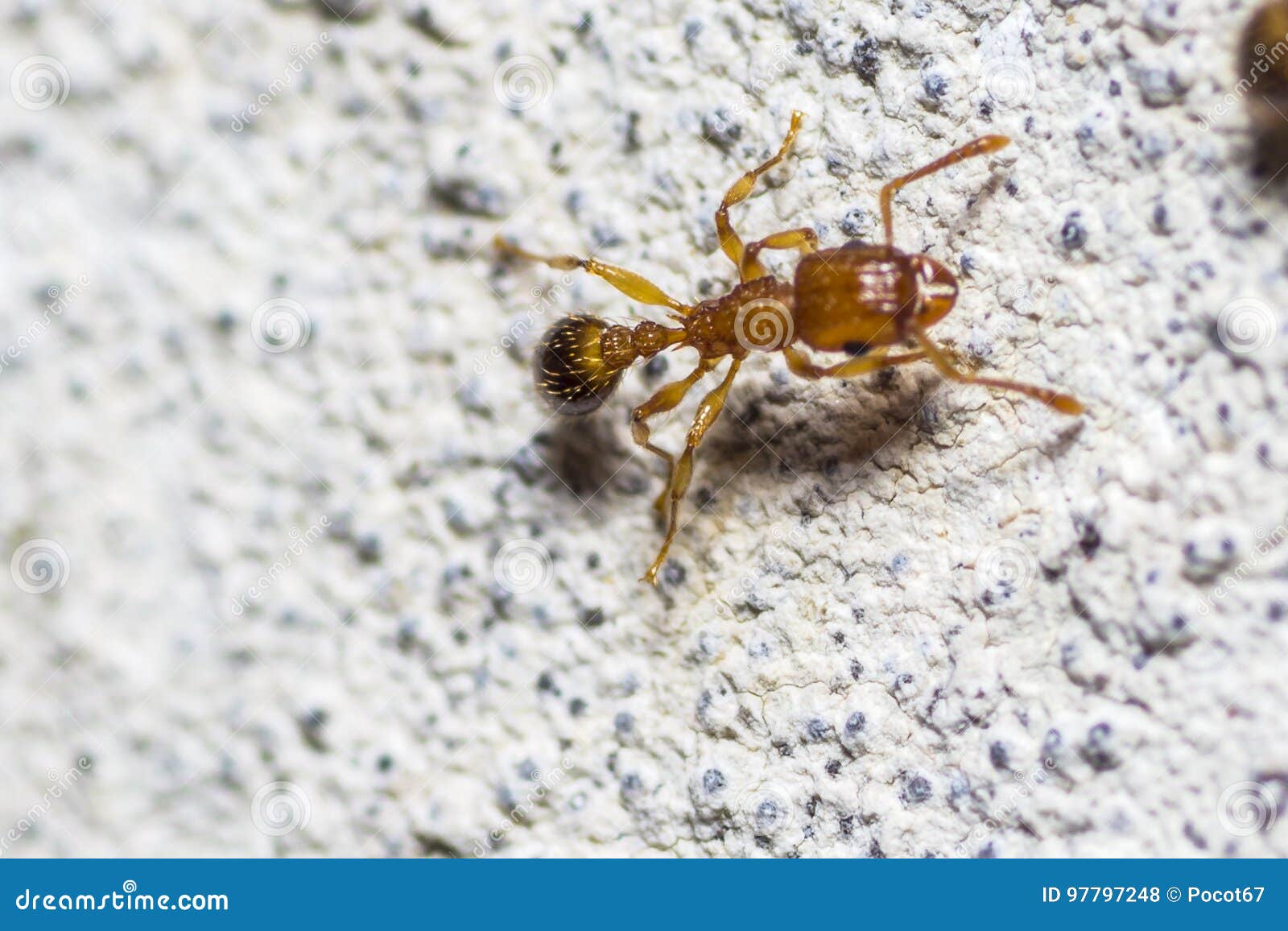 Imagens De Insetos Macro Bonitos Foto de Stock - Imagem de lazer, marco ...