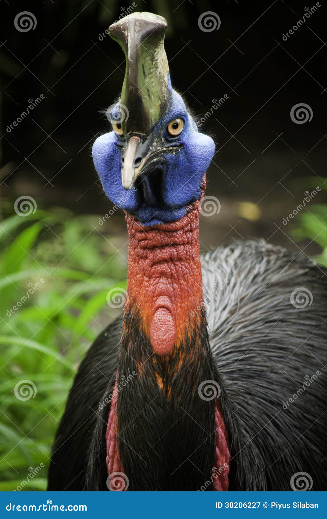 Angry Casuarius stock image. Image of blue, long, view - 30206227