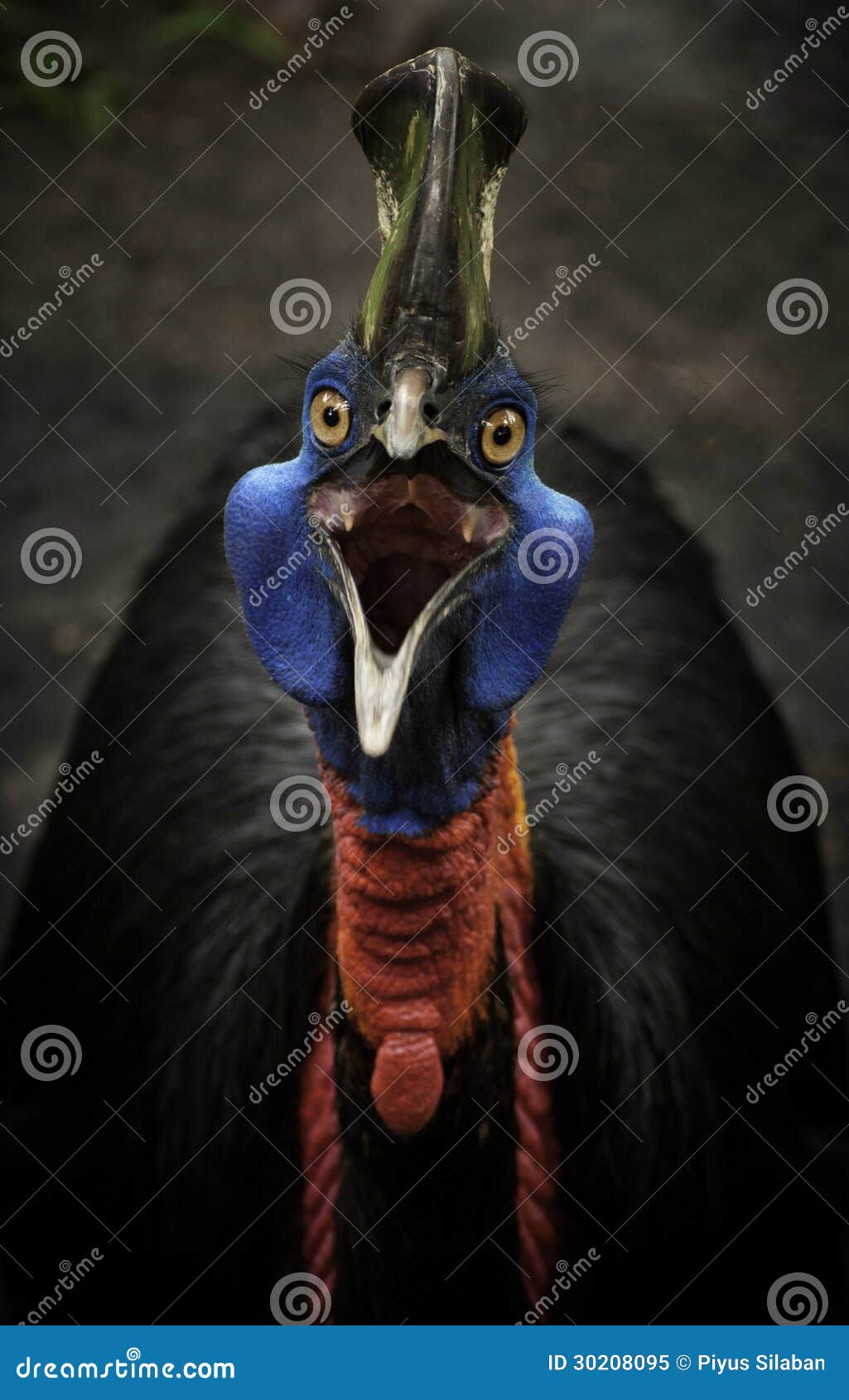 Angry Casuarius stock image. Image of beak, neck, multi - 30208095