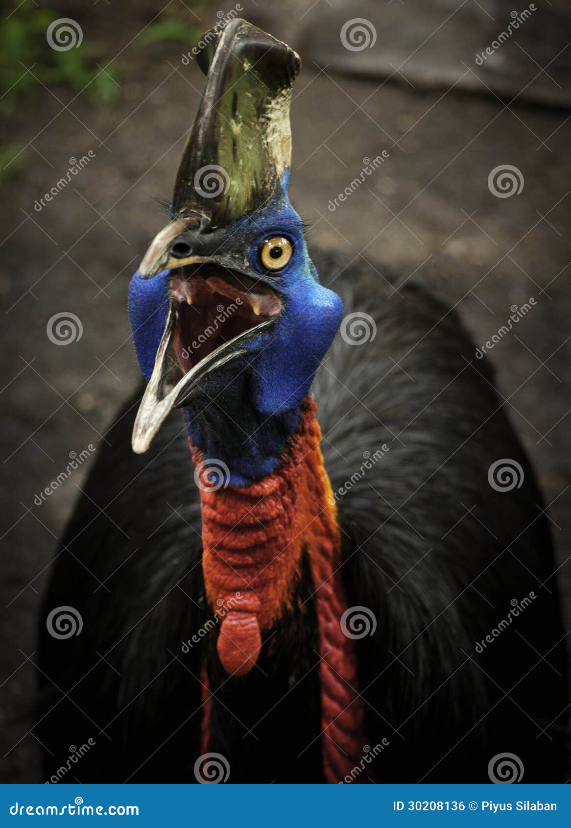 Angry Casuarius stock photo. Image of queensland, horned - 30208136