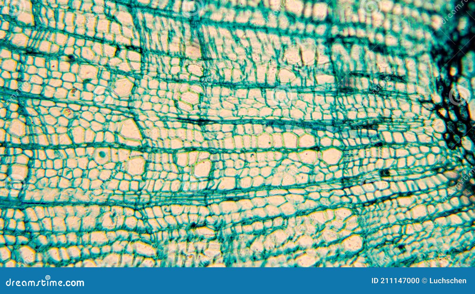 Images of Biological Cells Under a Microscope Stock Photo - Image of ...