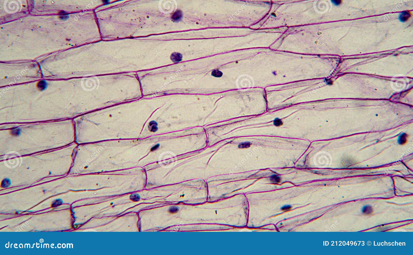 Images of Biological Cells Under a Microscope Stock Image - Image of ...