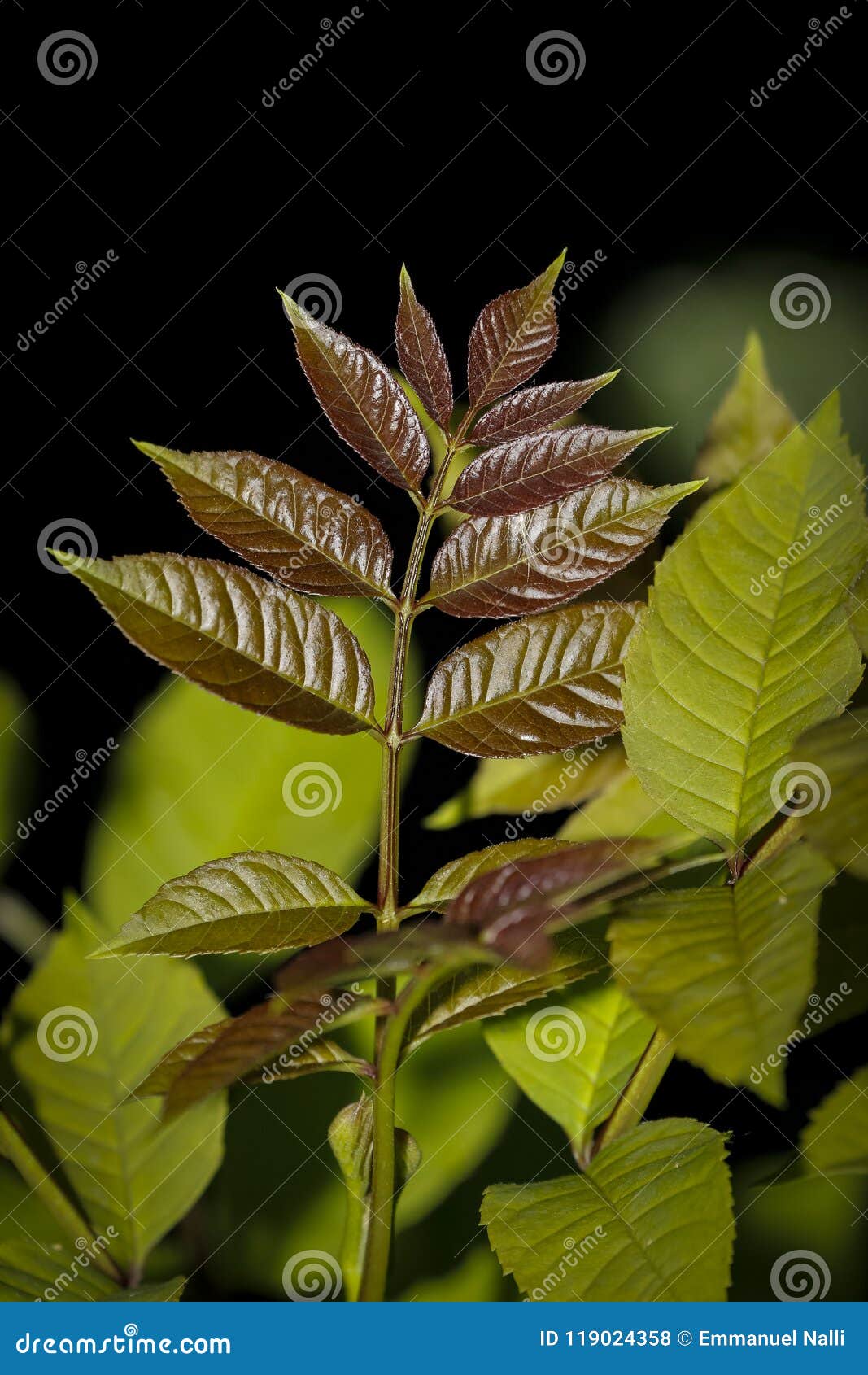 Leaf abstract images stock photo. Image of forest, fancy - 119024358