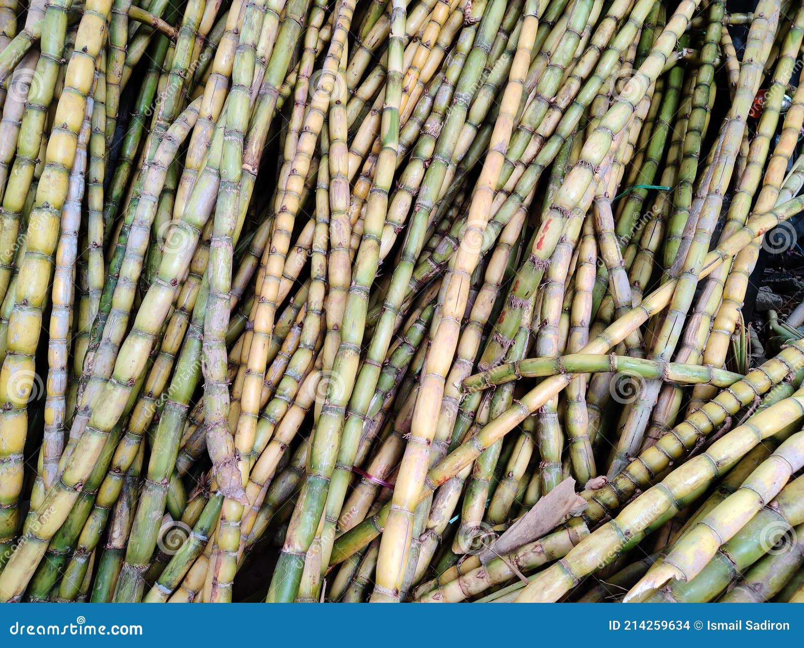 Images of a Homegrown Sugarcane Tree Stock Photo - Image of agriculture ...
