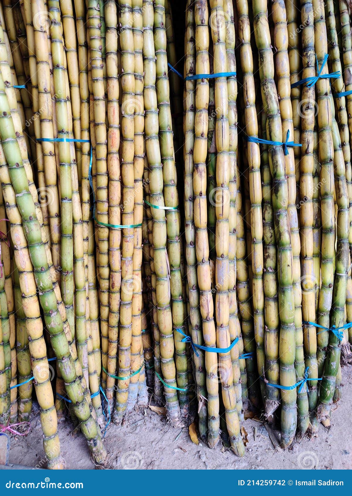 Images of a Homegrown Sugarcane Tree Stock Photo - Image of tree ...