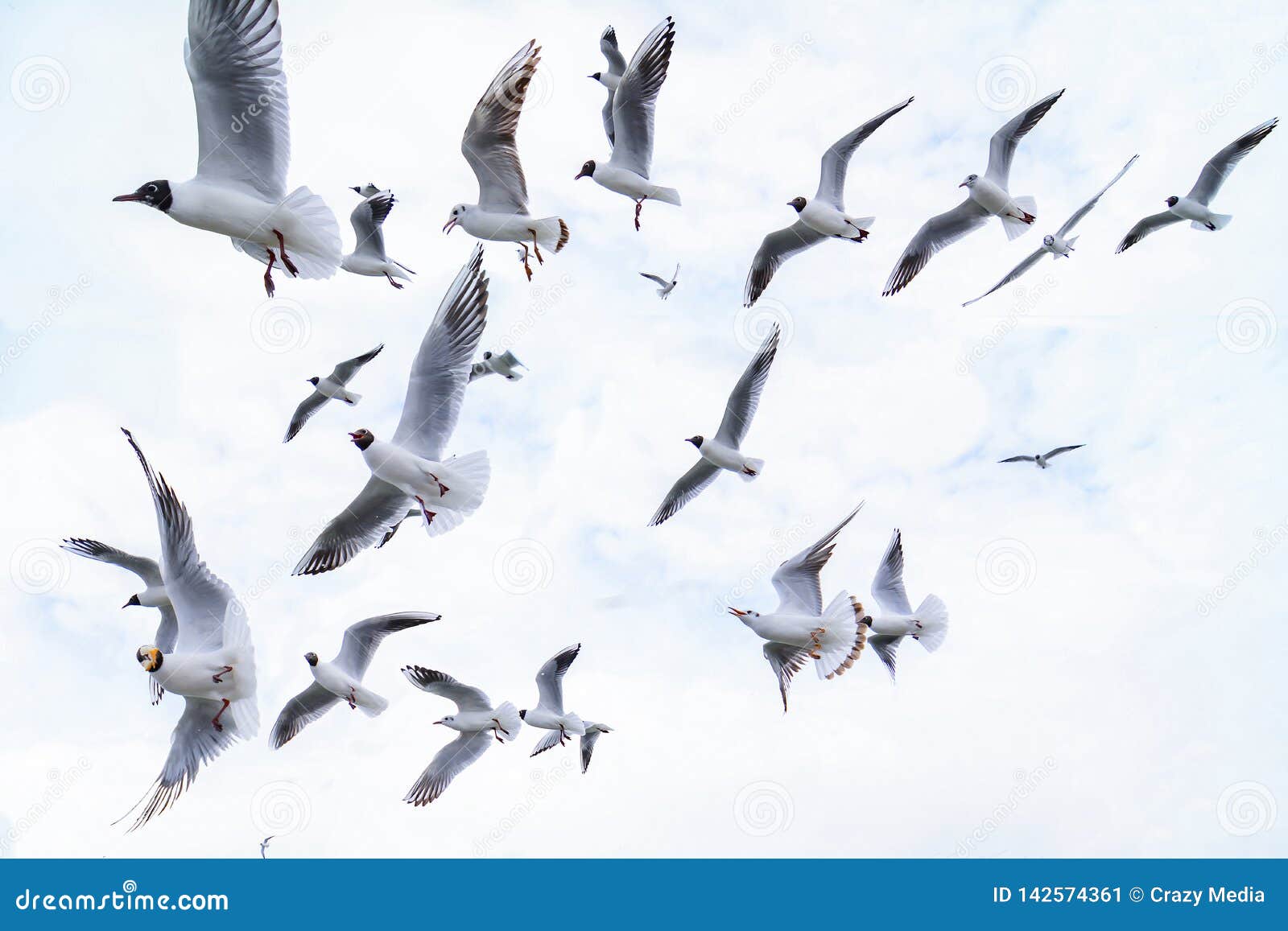 Images of the Seagull Family Flying Stock Image - Image of season ...