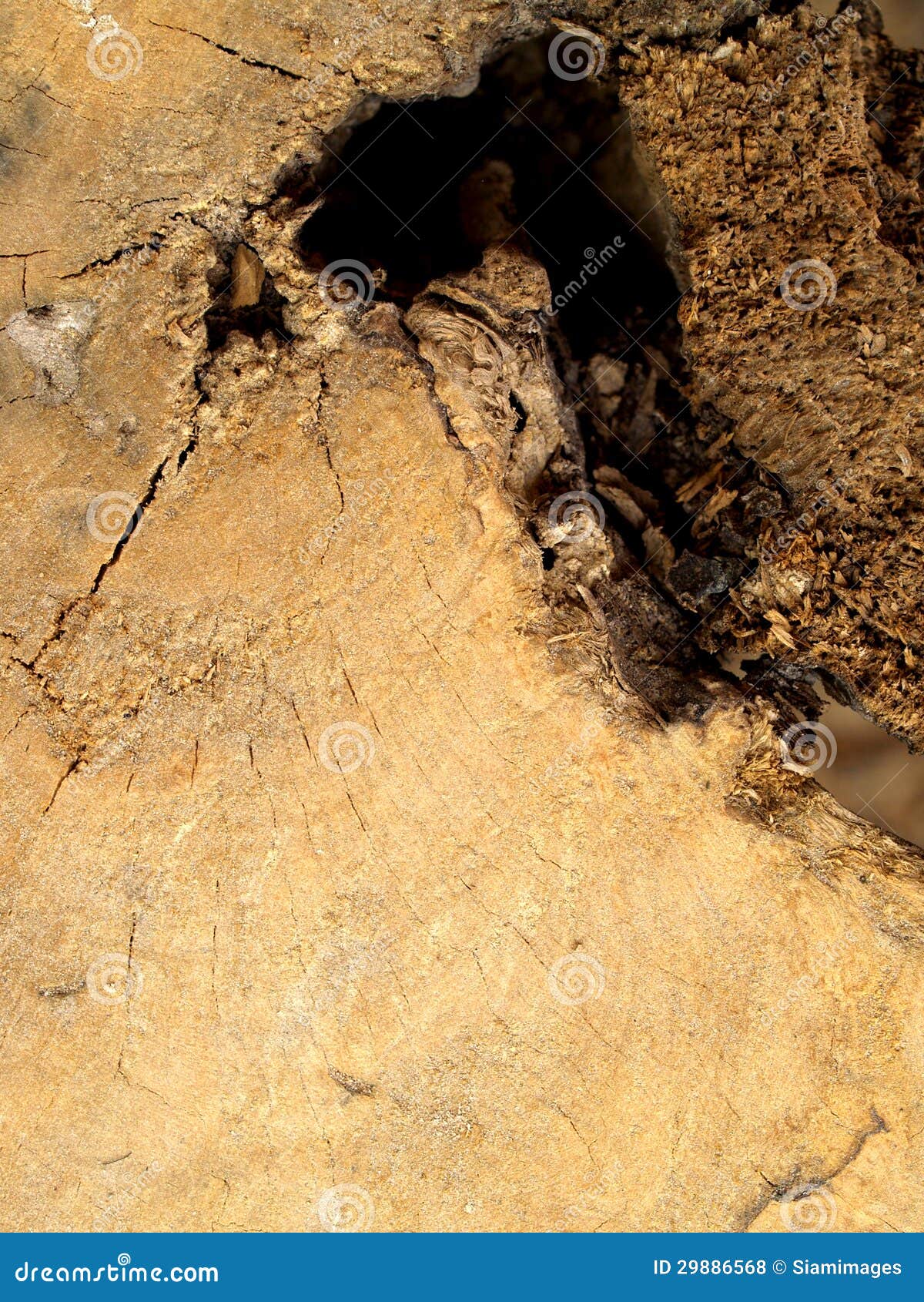 Texture of Tree Background Wall Tree Texture Stock Photo - Image of ...