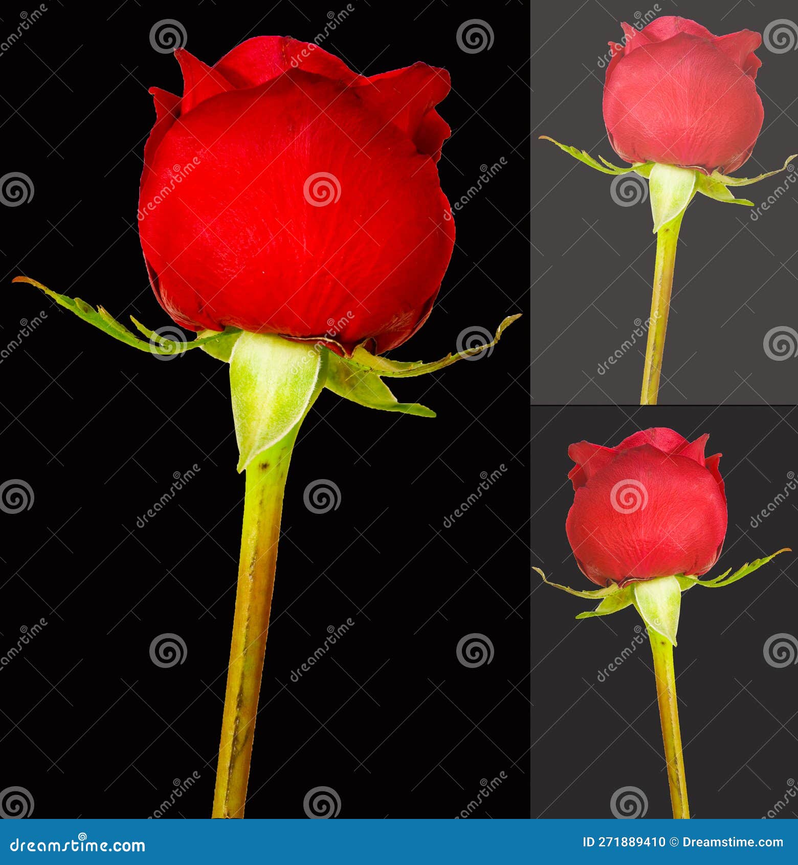 Images of Three Beautiful Roses on a Dark Background Stock Photo ...