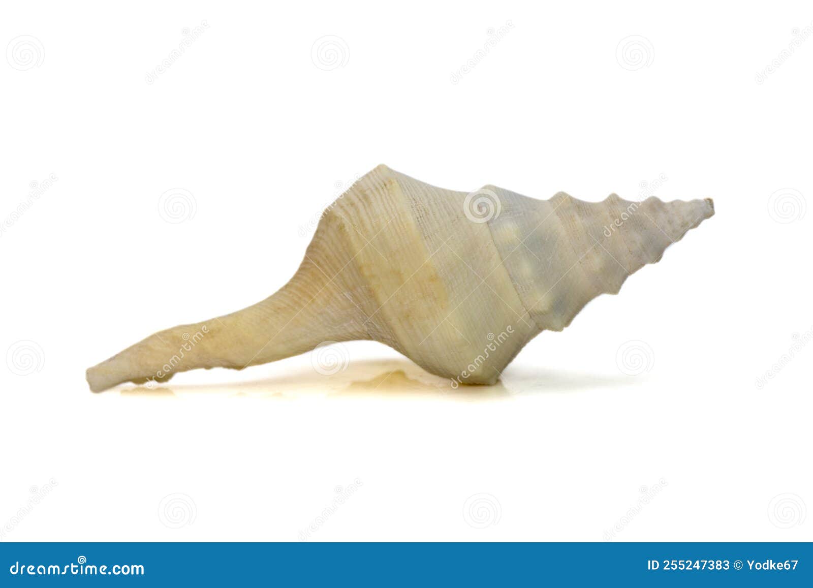 Sea Whorl Shells Isolated On White Background ,brown Shell ,clamshell ...