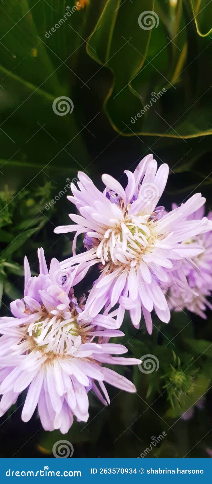 Imagine Purple Flower in the World Stock Photo - Image of purple, world ...