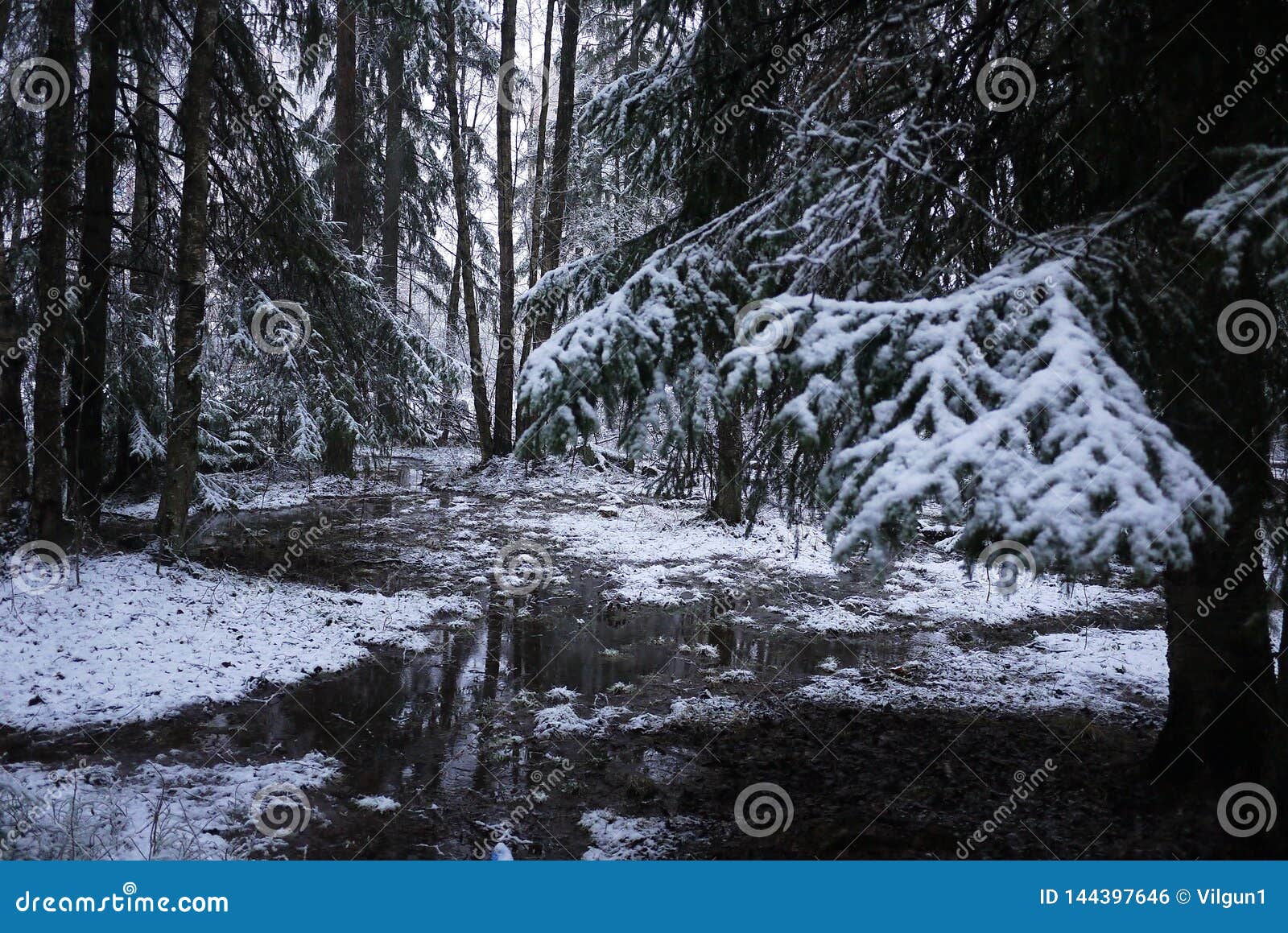 Snow Falls in the Forest with Trees. Intense Snow Instantly Covers the ...